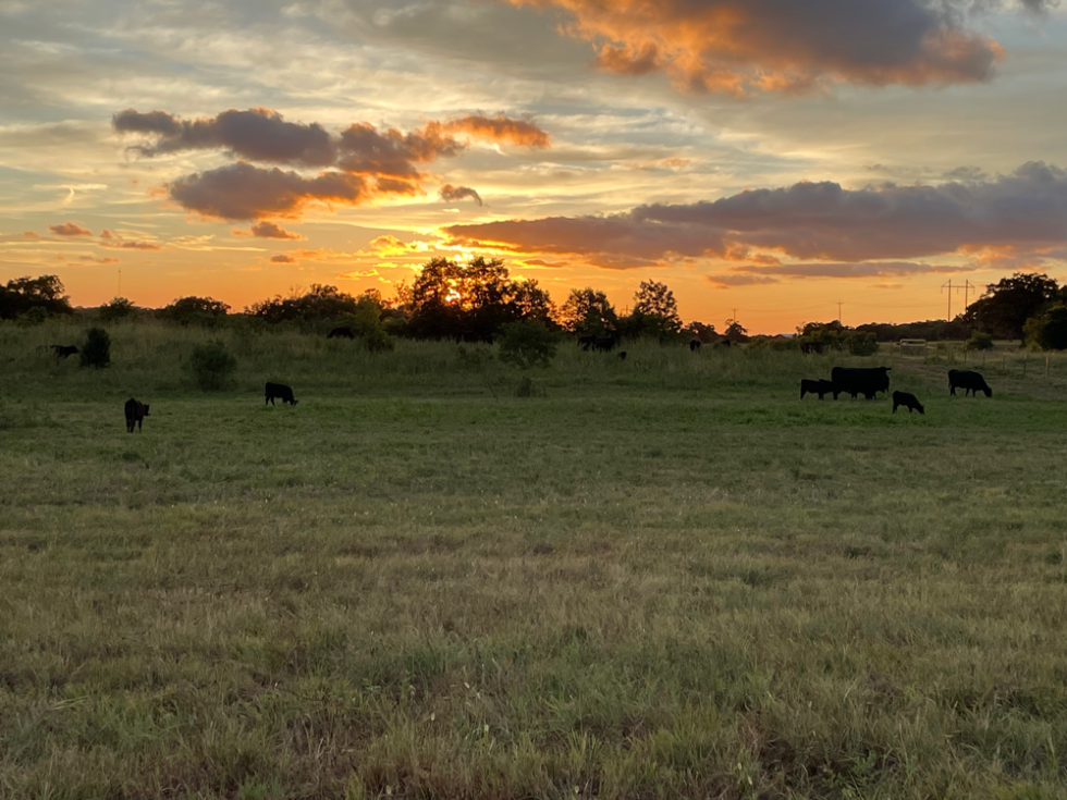 Donors | Palmer Angus