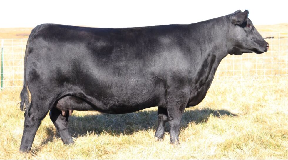 Donors | Palmer Angus